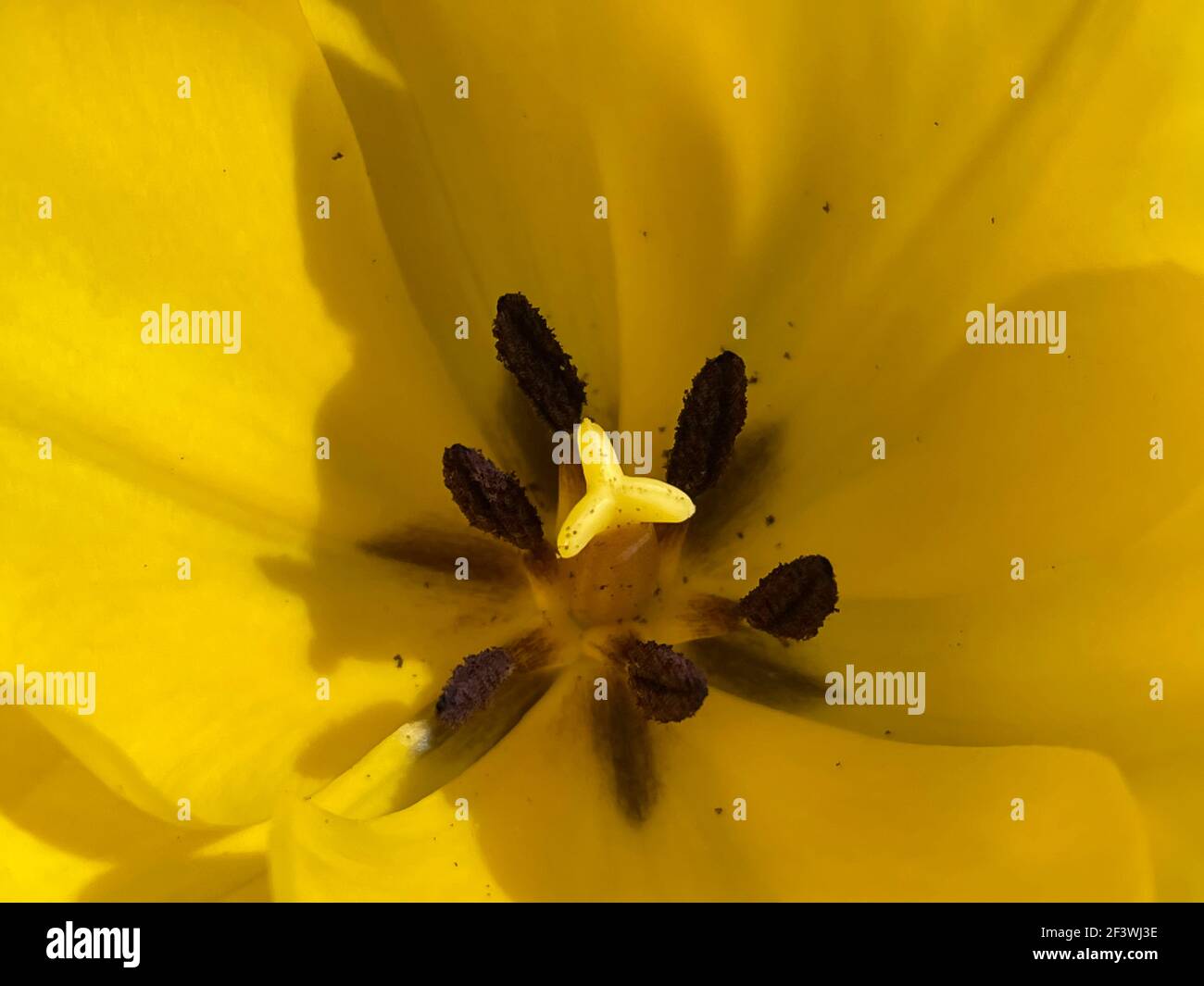 Close up of the interior stamen and stigma of a bright yellow tulip ...