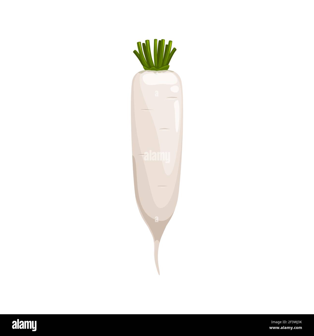 Daikon radish with green stem isolated vegetable root. Vector ...