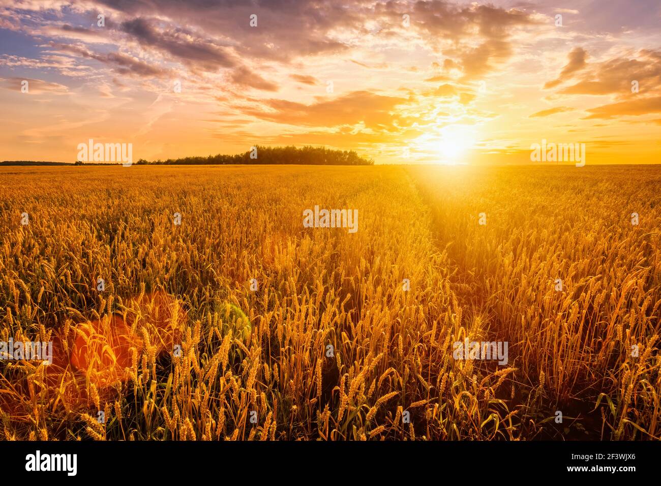 Sunset on the field with young rye or wheat in the summer with a cloudy ...