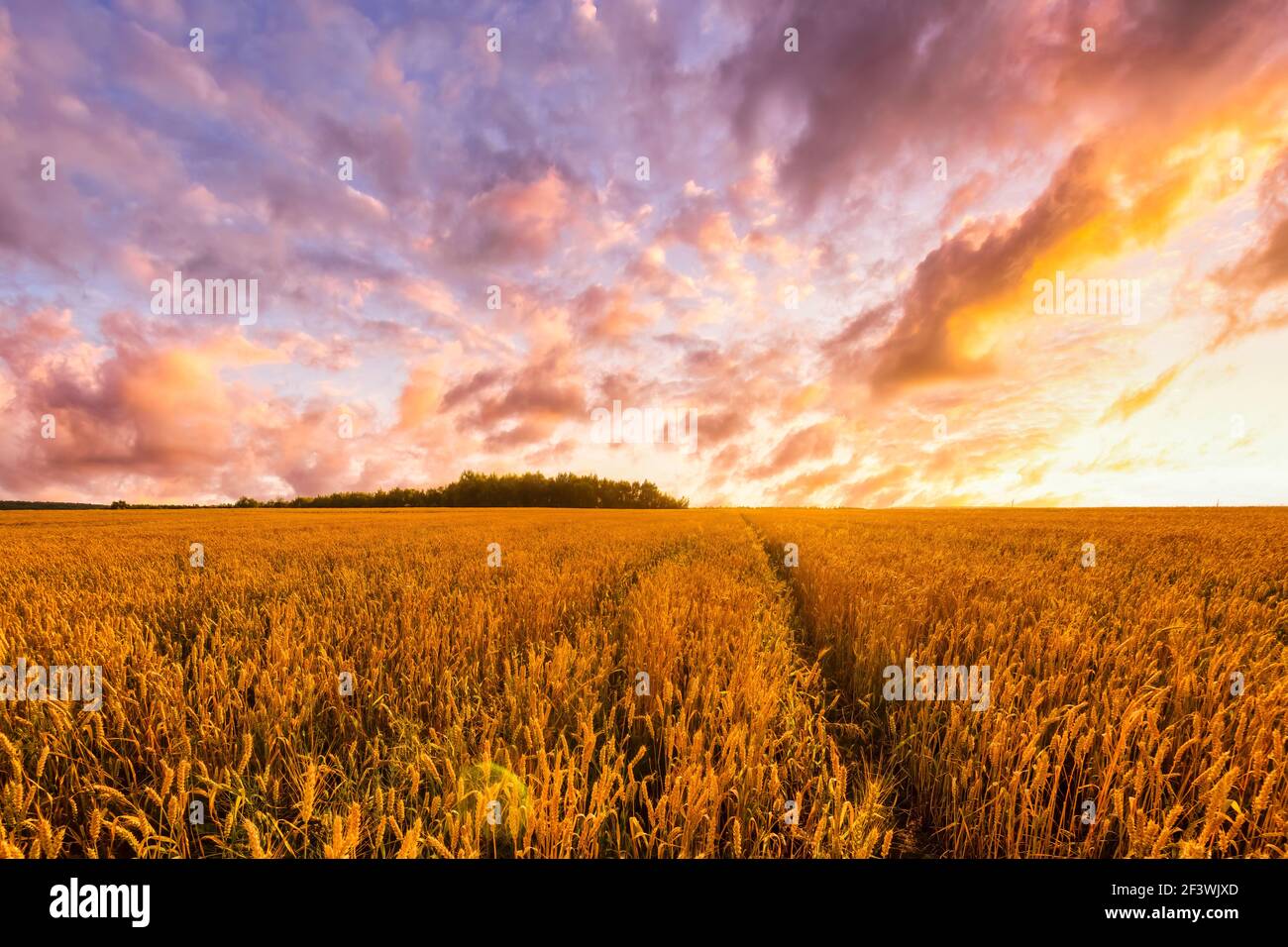Sunset on the field with young rye or wheat in the summer with a cloudy ...