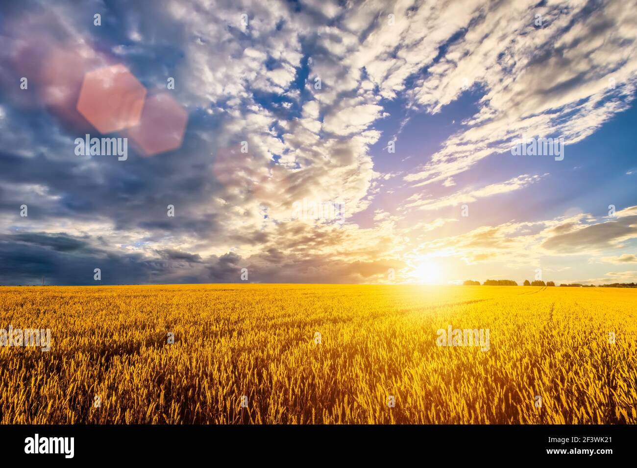 Sunset on the field with young rye or wheat in the summer with a cloudy ...