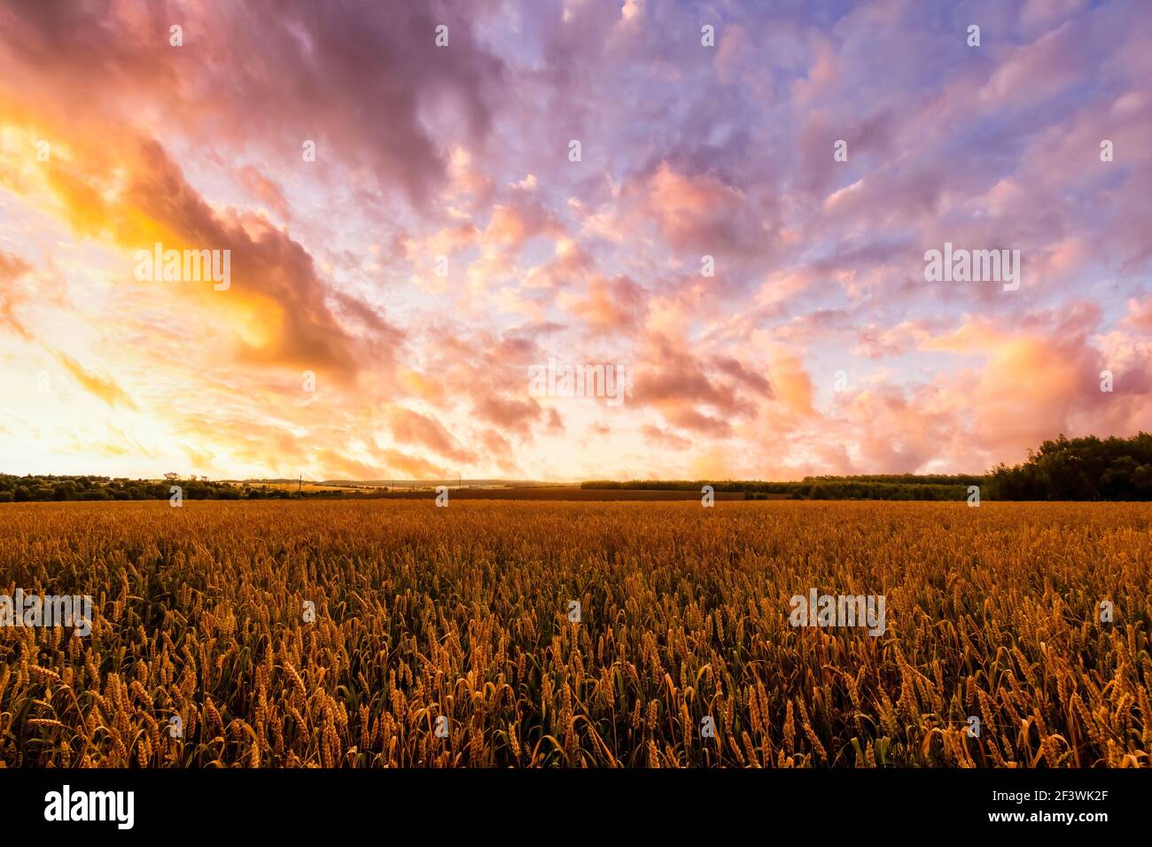 Sunset on the field with young rye or wheat in the summer with a cloudy ...