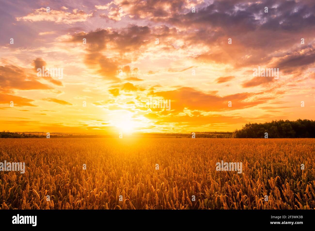 Sunset on the field with young rye or wheat in the summer with a cloudy ...