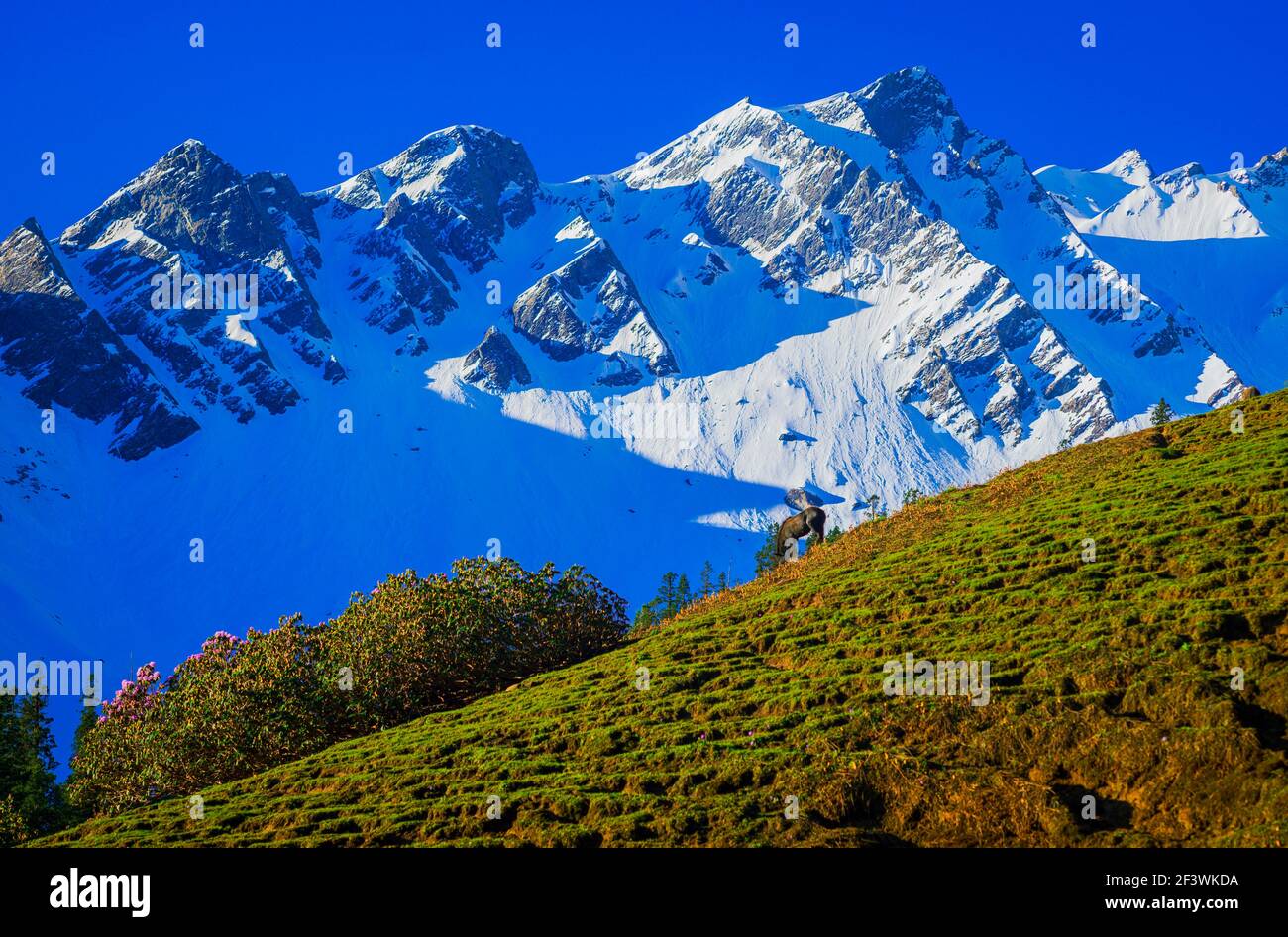Panorama of the mountains. The snow-capped high mountain of the ...
