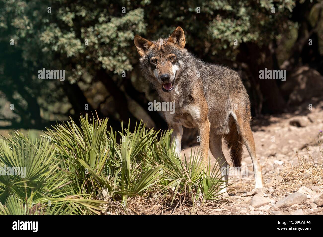 Iberian wolf hi-res stock photography and images - Alamy