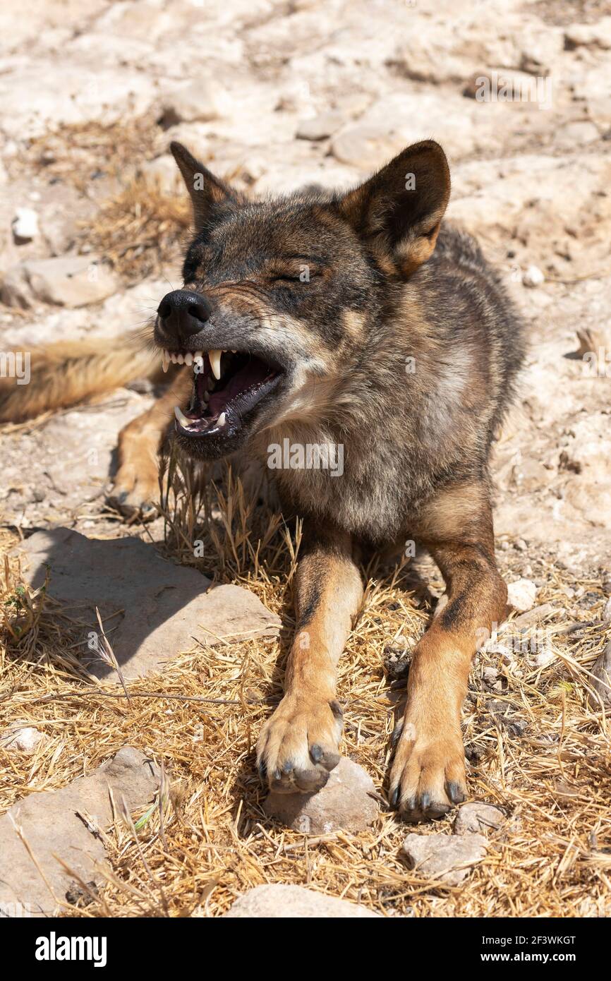 Canis lupus signatus spain hi-res stock photography and images - Alamy
