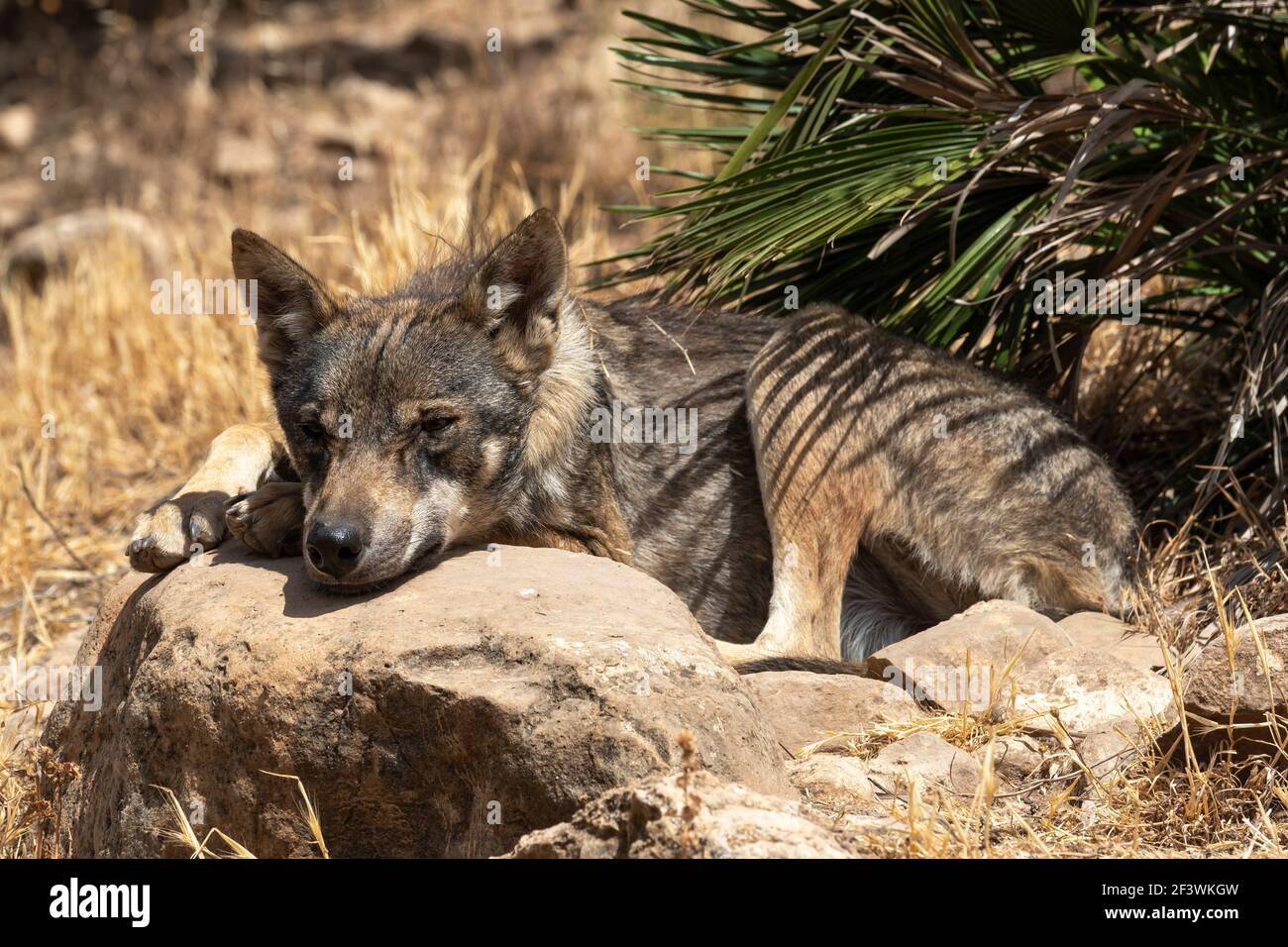 Iberian wolf (Canis lupus signatus) in Andalusia, Spain Stock Photo - Alamy