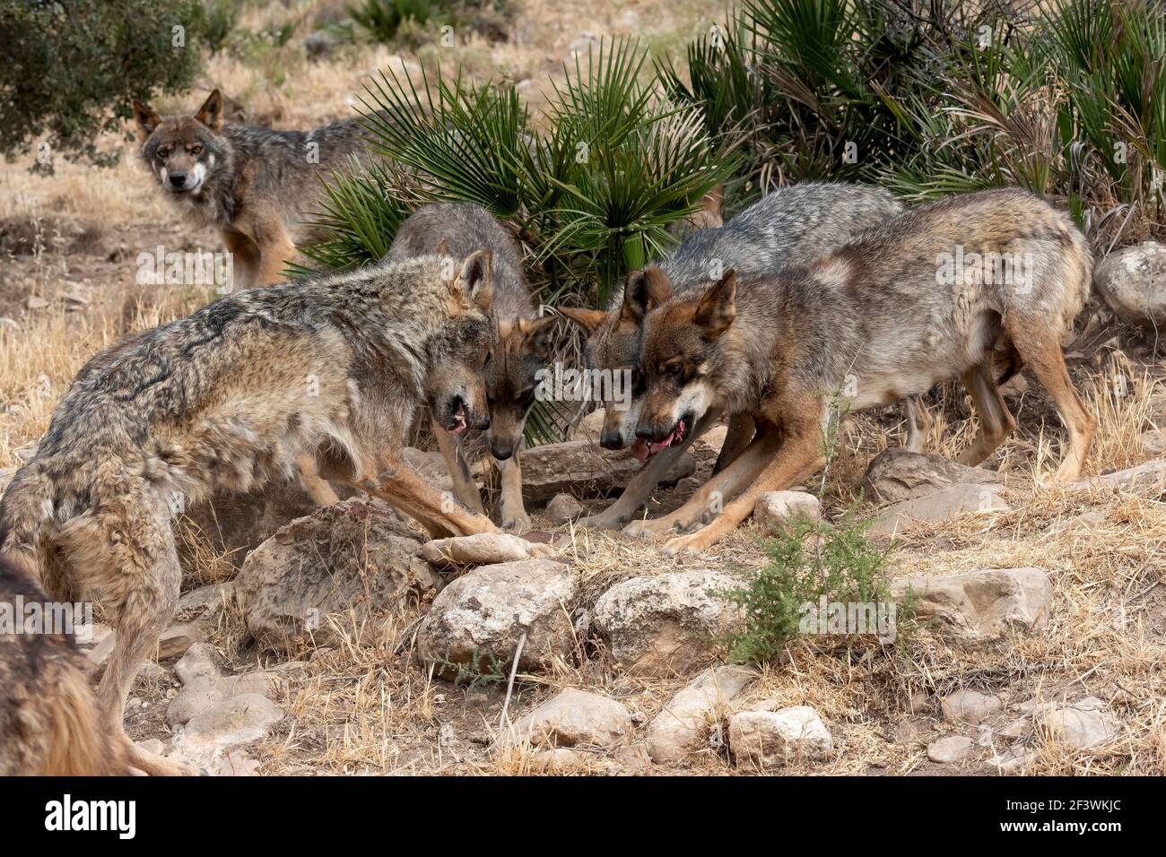 Iberian wolves canis lupus signatus hi-res stock photography and images ...