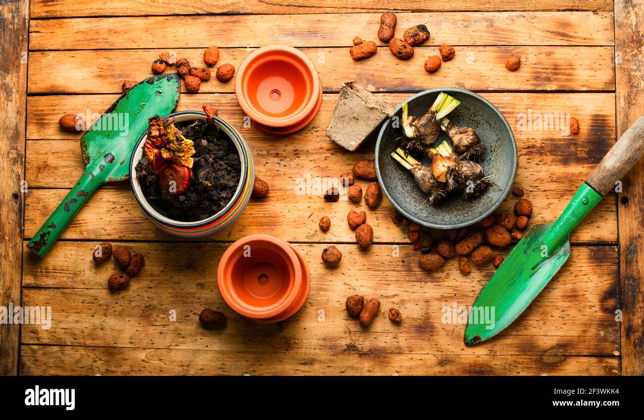 Set of plant seeds,bulbs,pots and gardening tools.Planting seedlings ...