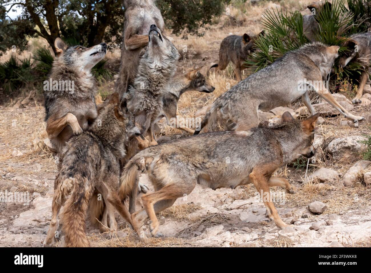 Pack of Iberian wolves (Canis lupus signatus) in Andalusia, Spain Stock ...