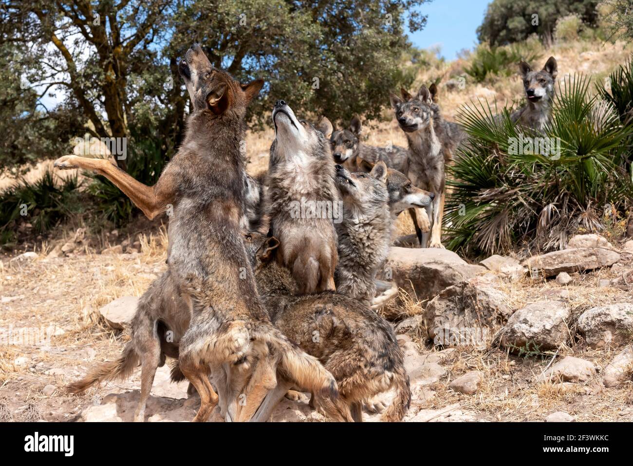 Iberian wolves canis lupus signatus hi-res stock photography and images - Alamy