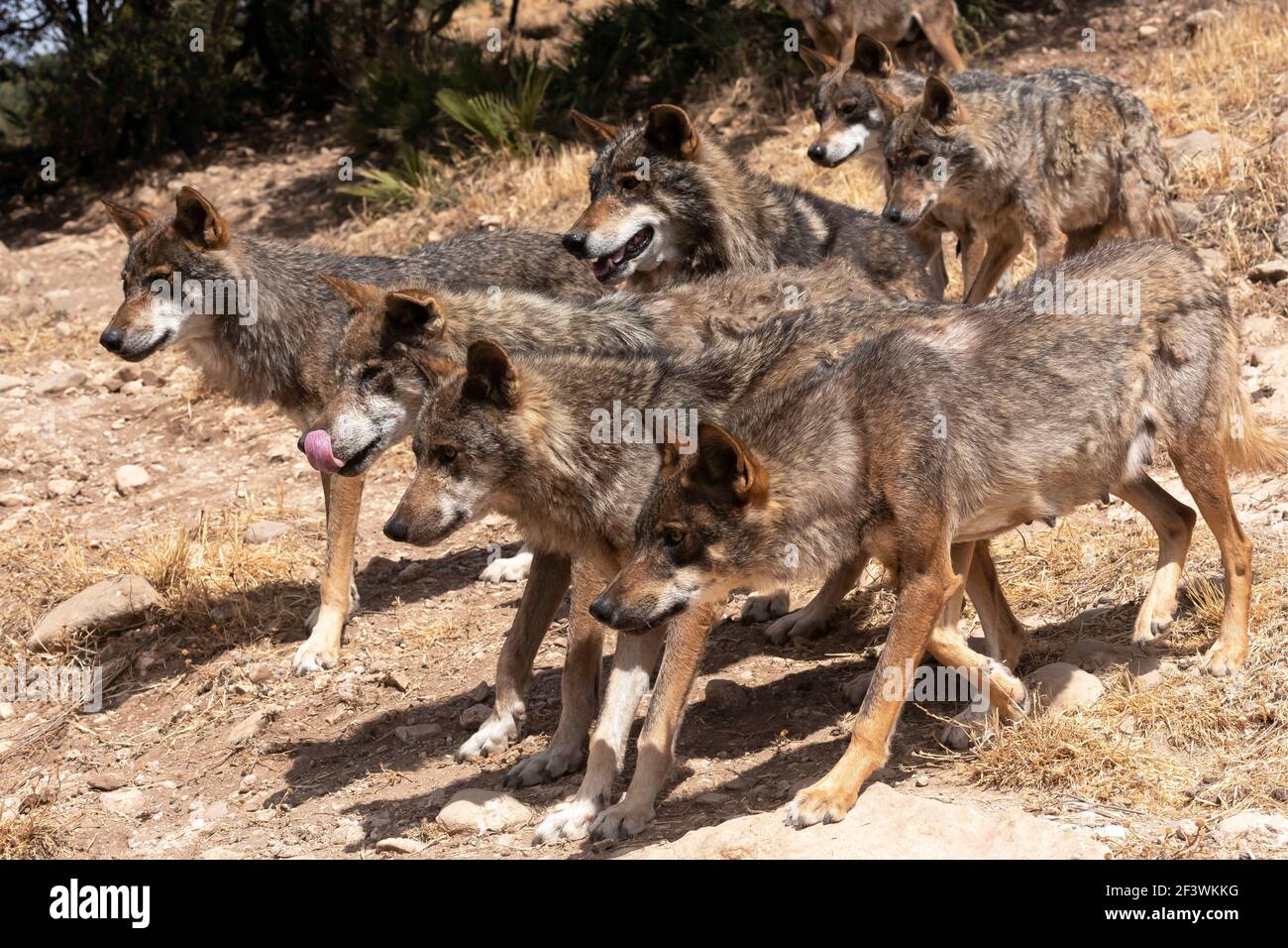 Pack of Iberian wolves (Canis lupus signatus) in Andalusia, Spain Stock ...