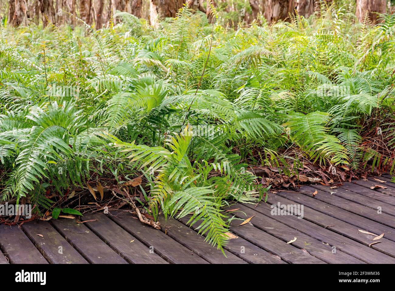Lush ferns growing along a timber walking track in a wetlands ecosystem ...
