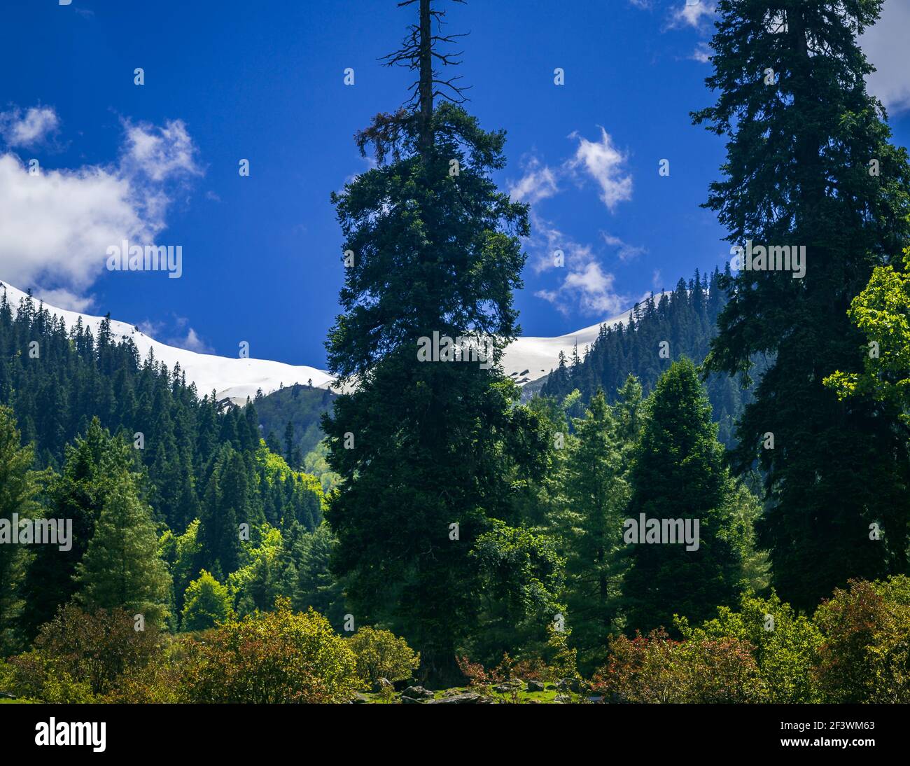 Trees on the mountain. Scenic view of Majestic Himalayan mountains ...