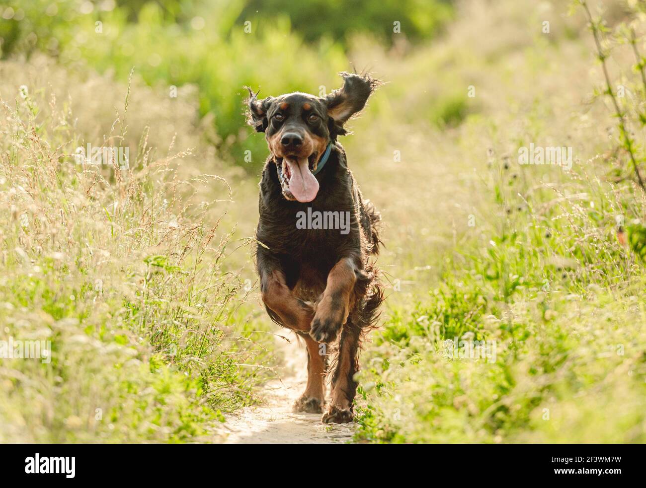 Scottish gordon setter hi-res stock photography and images - Alamy