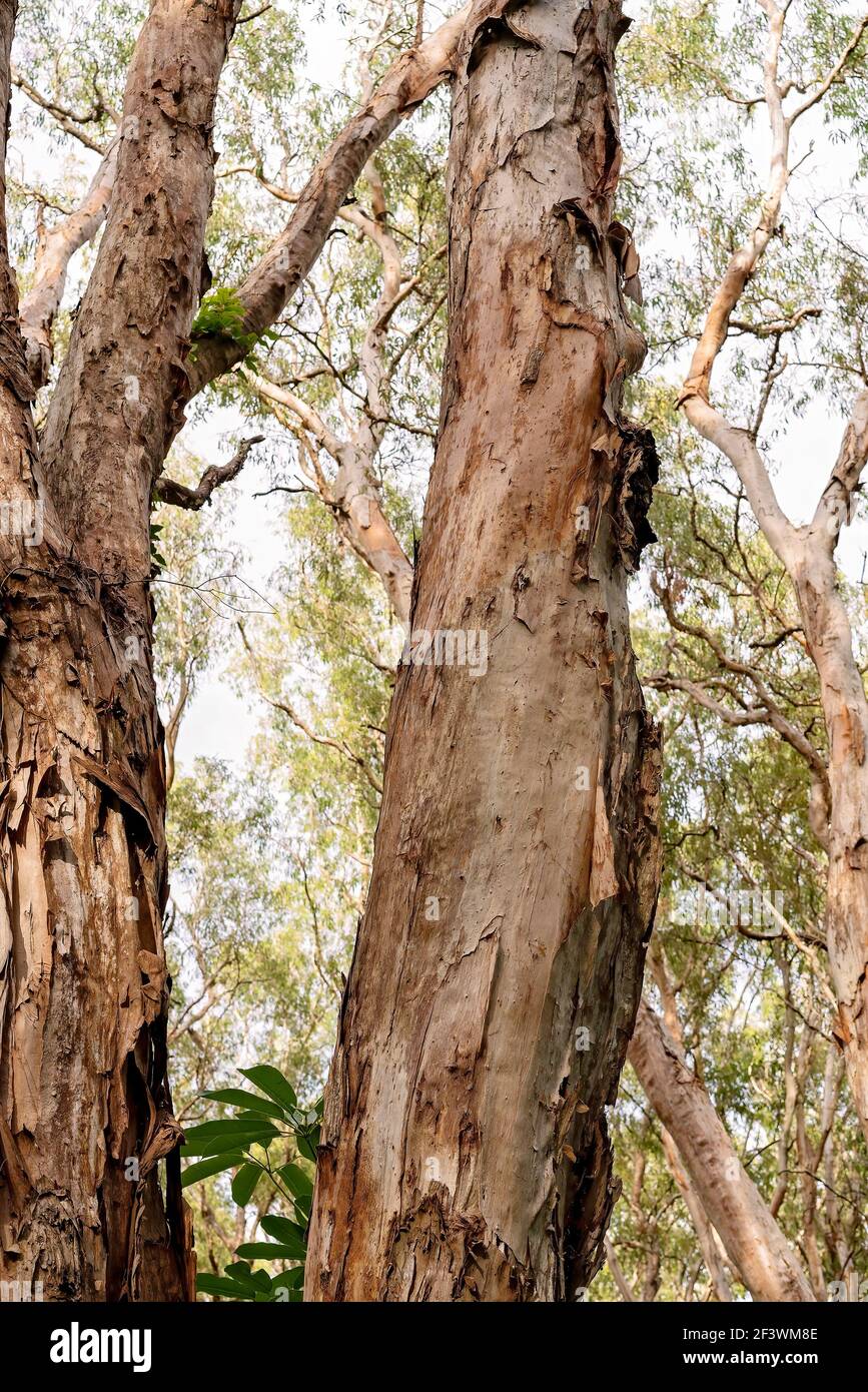 Close up of paper bark trees in a wetland ecosystem Stock Photo - Alamy