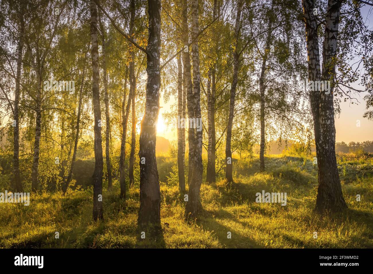 A scene of sunrise in a birch forest on a sunny summer morning with fog ...