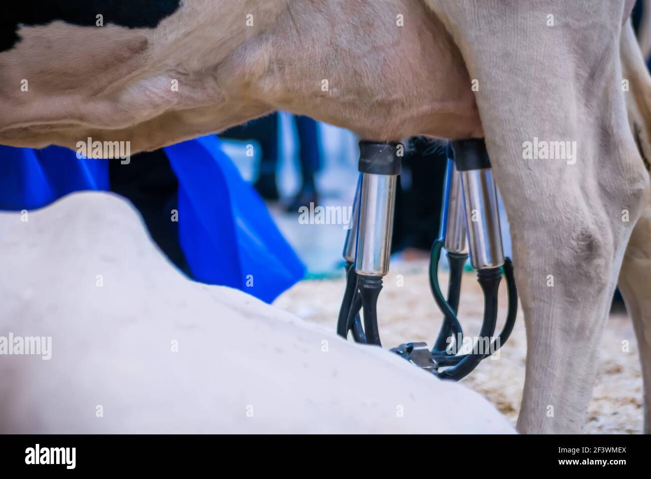 Automated milking suction machine with teat cups during work with cow ...