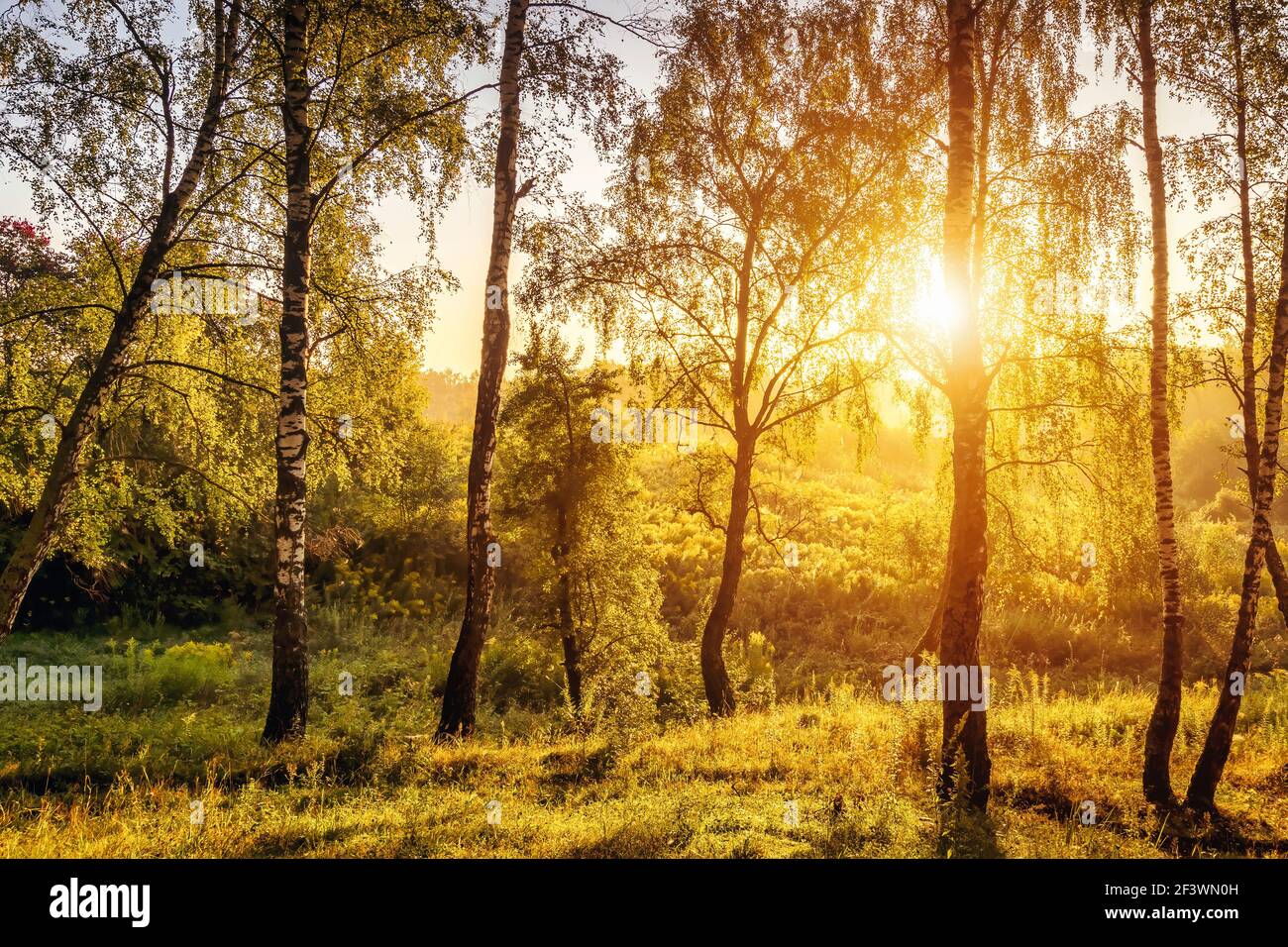 A scene of sunrise in a birch forest on a sunny summer morning with fog ...