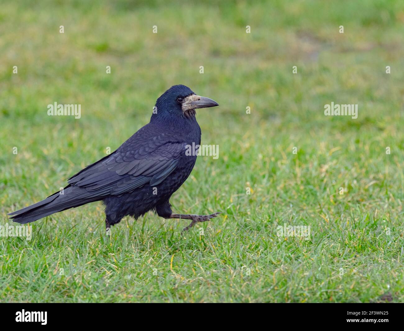 Rook Corvus frugilegus feeding in grassland East coast Norfolk Stock ...