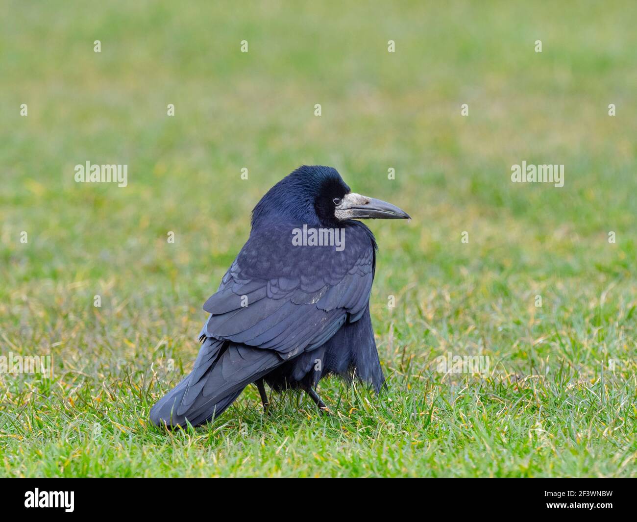 Rook Corvus frugilegus feeding in grassland East coast Norfolk Stock ...