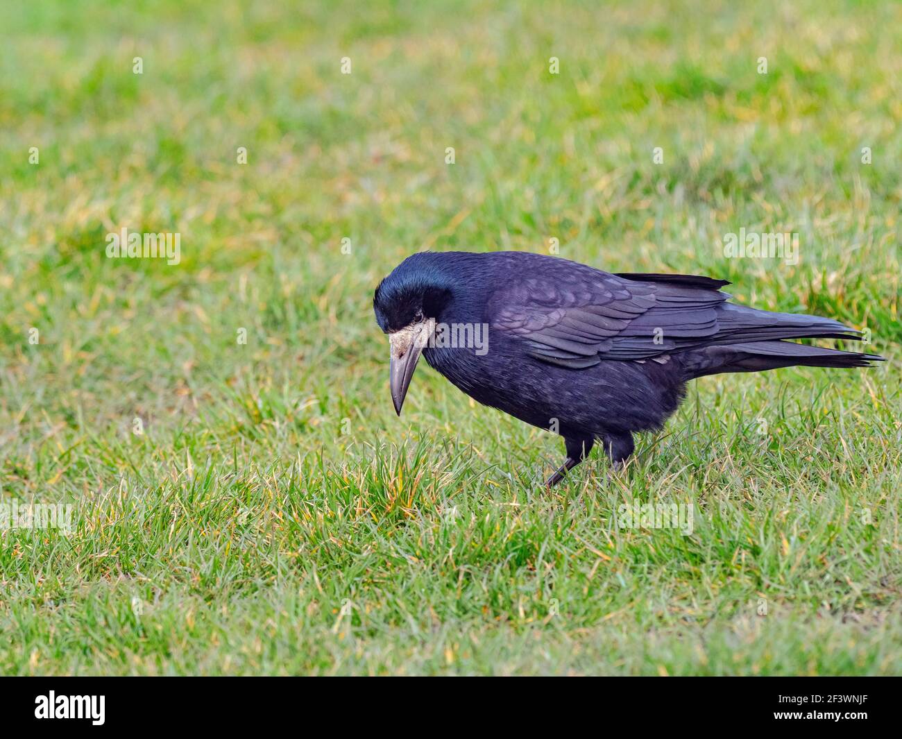 Soil feeder hi-res stock photography and images - Alamy