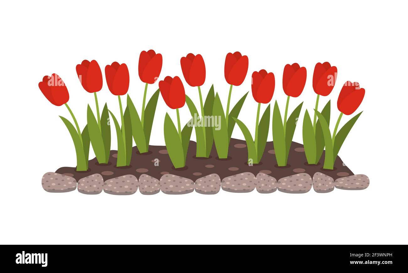 Flowerbed red flowers isolated Cut Out Stock Images & Pictures - Alamy