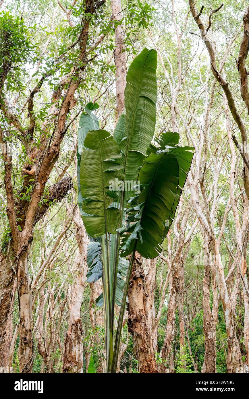 Melaleuca swamp wetland tree hi-res stock photography and images - Alamy