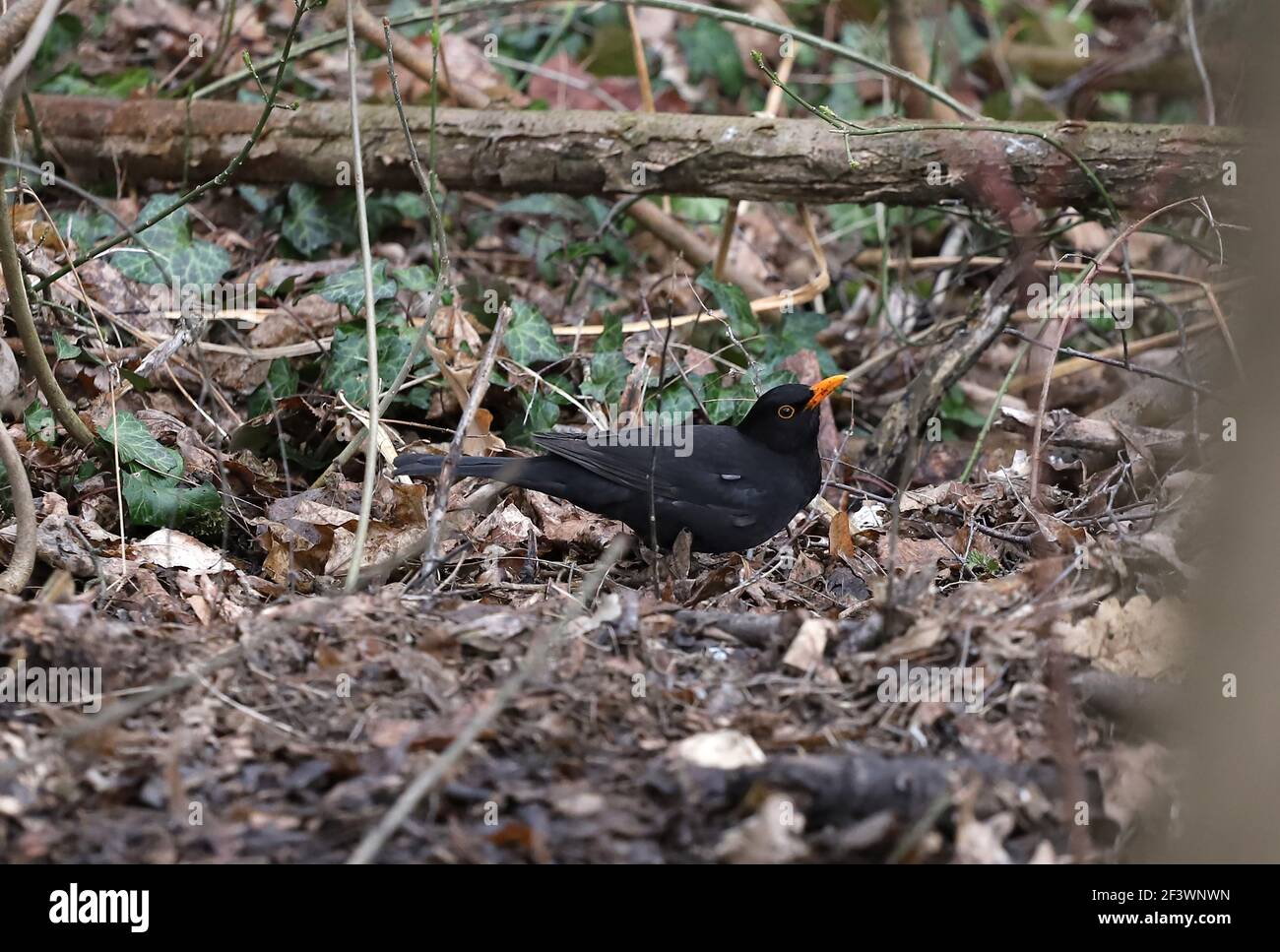 Species of true thrush hi-res stock photography and images - Alamy