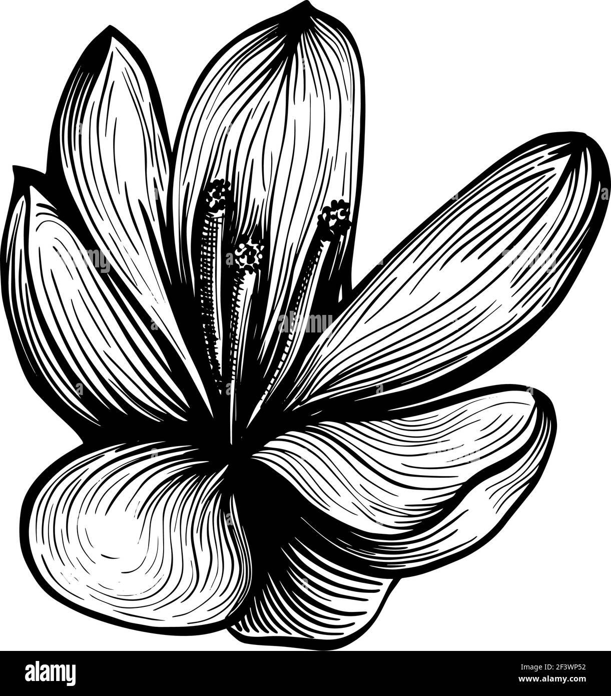 Saffron flower Stock Vector Images - Alamy