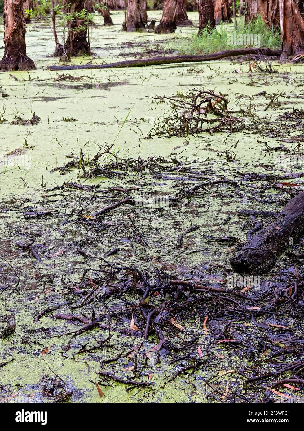 Algae covered swamp water in a forest wetlands ecosystem Stock Photo ...