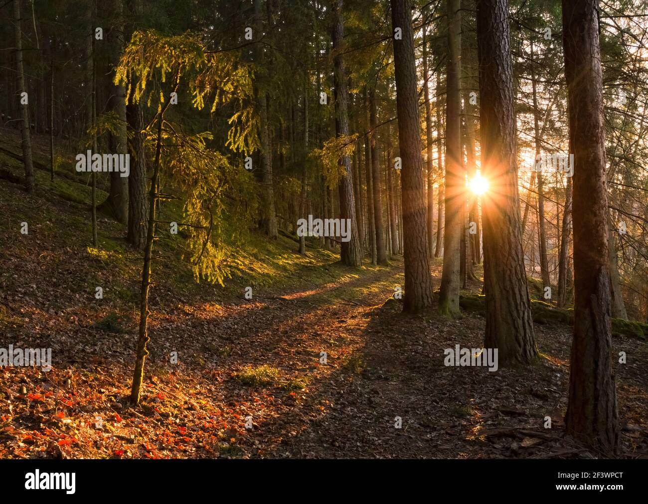 Wooded forest trees backlit by golden sunlight before sunset with sun ...