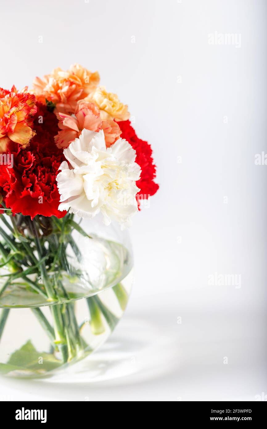 Freshly colored carnations in a vase full of water Stock Photo - Alamy