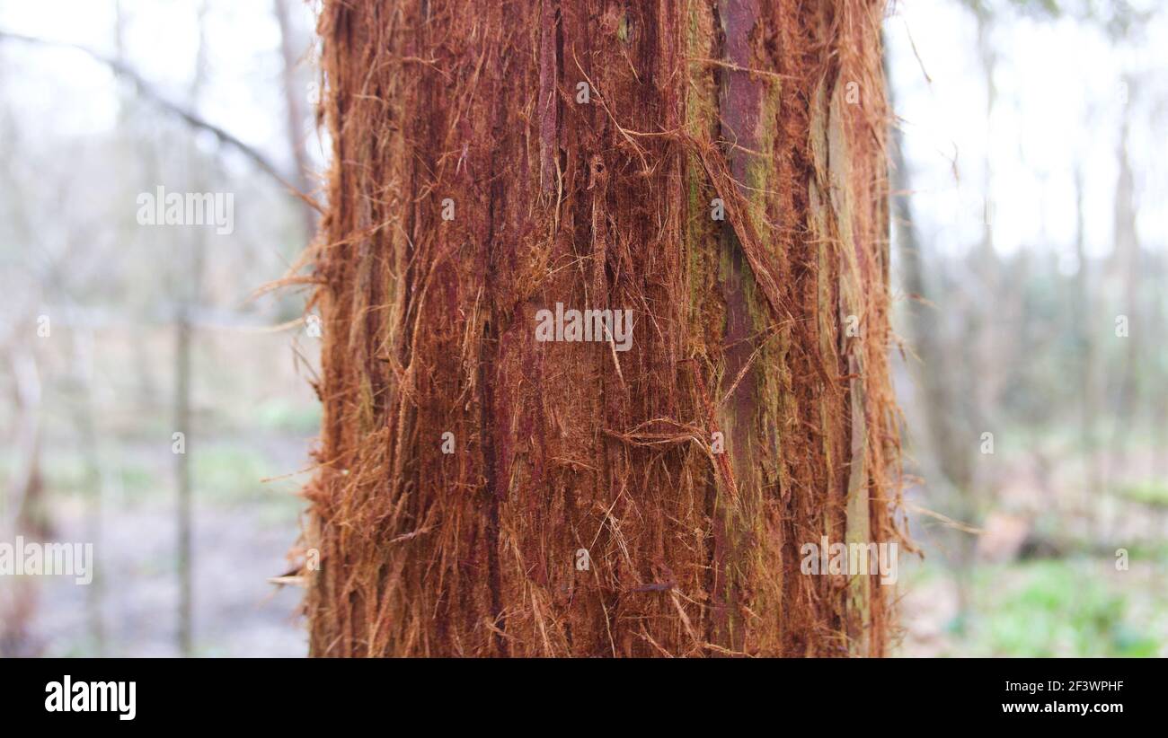 Section of trunk of young dark heavily textured redwood tree in forest ...