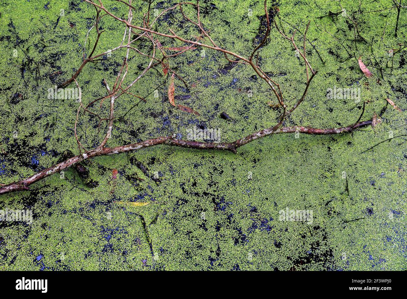 Algae covered swamp water in a forest wetlands ecosystem Stock Photo ...
