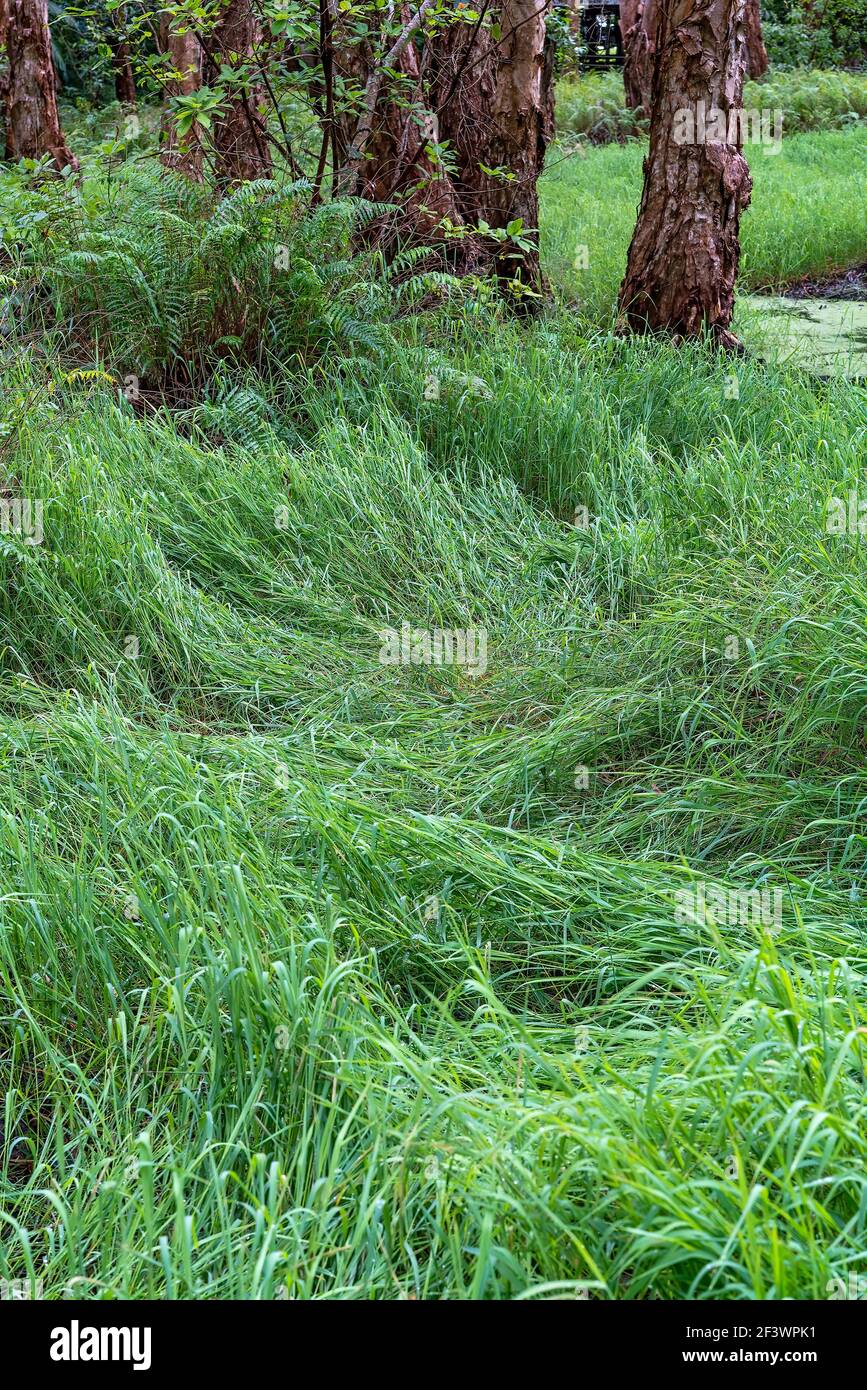 Lush swamp grass growing in a paper bark forest wetlands ecosystem ...