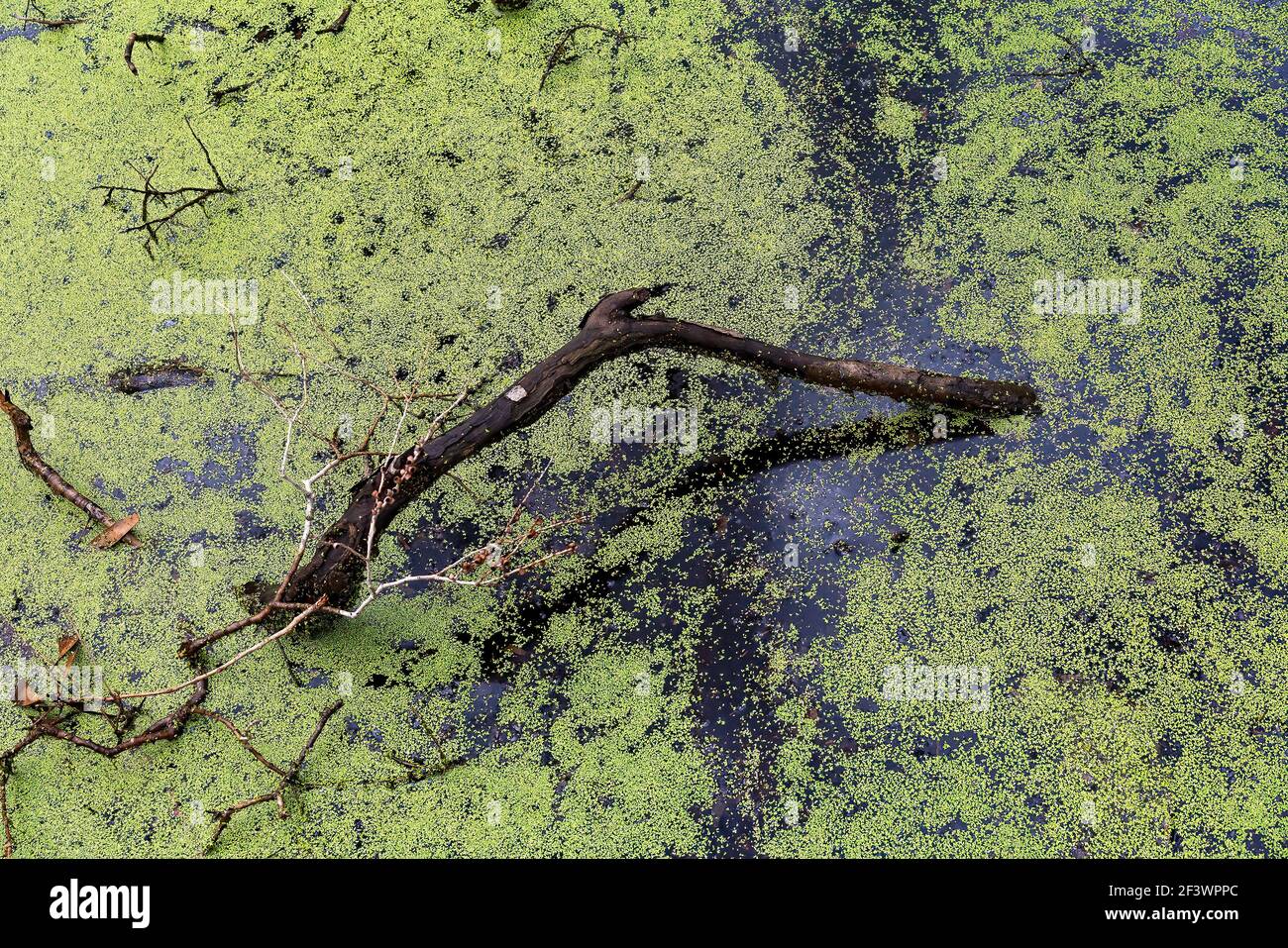 Algae covered swamp water in a forest wetlands ecosystem Stock Photo ...