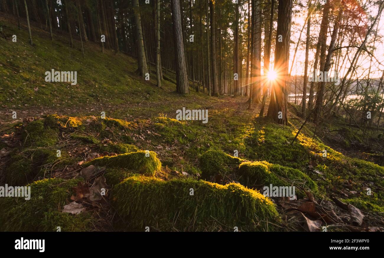 Wooded forest trees backlit by golden sunlight before sunset with sun ...