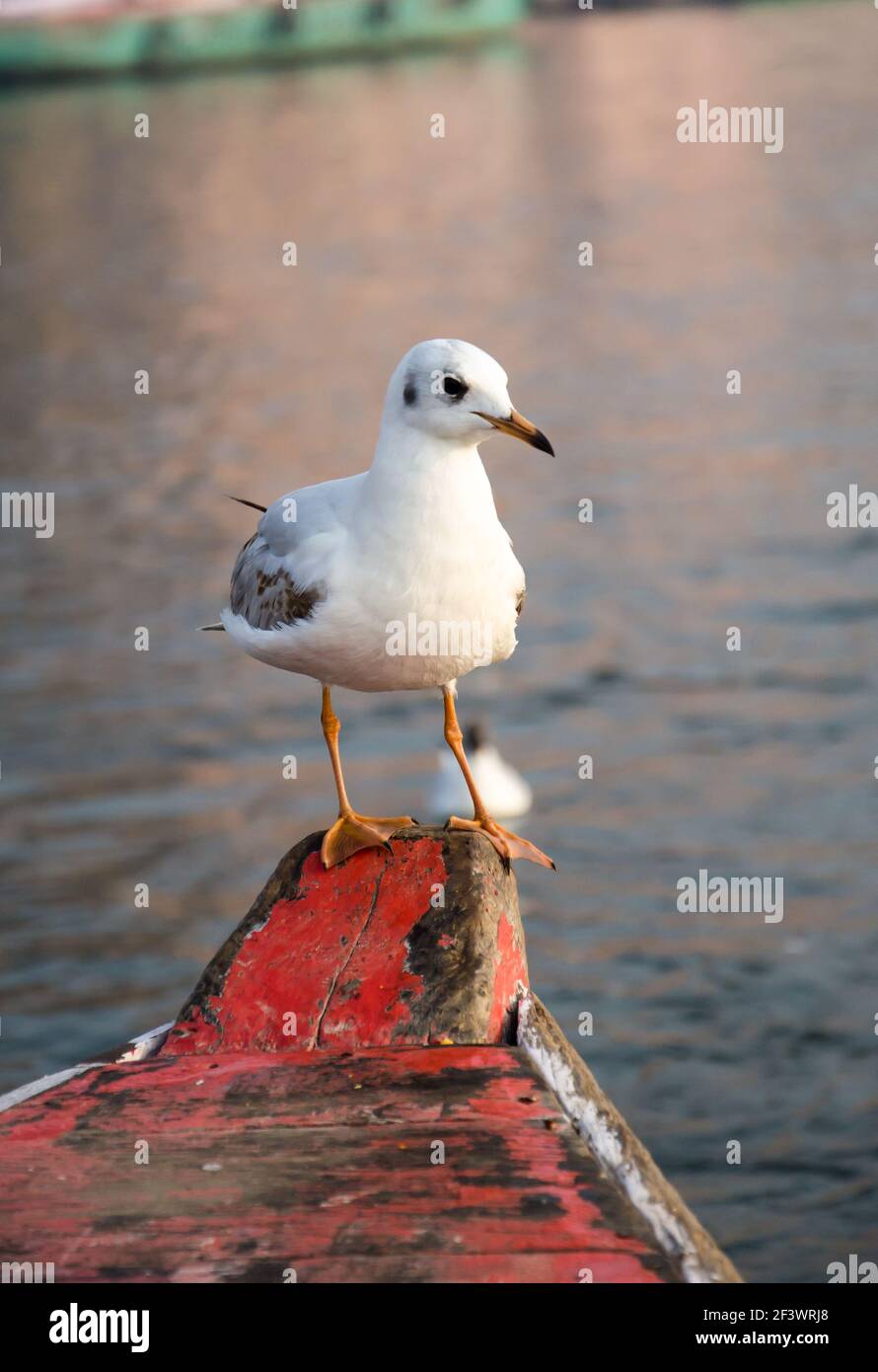 Boat seagull lake hi-res stock photography and images - Alamy