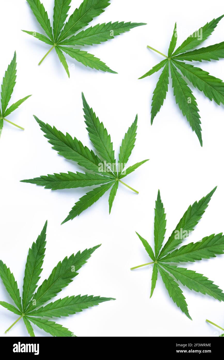 Green hemp leaf isolated on white background. Top view, copy space ...