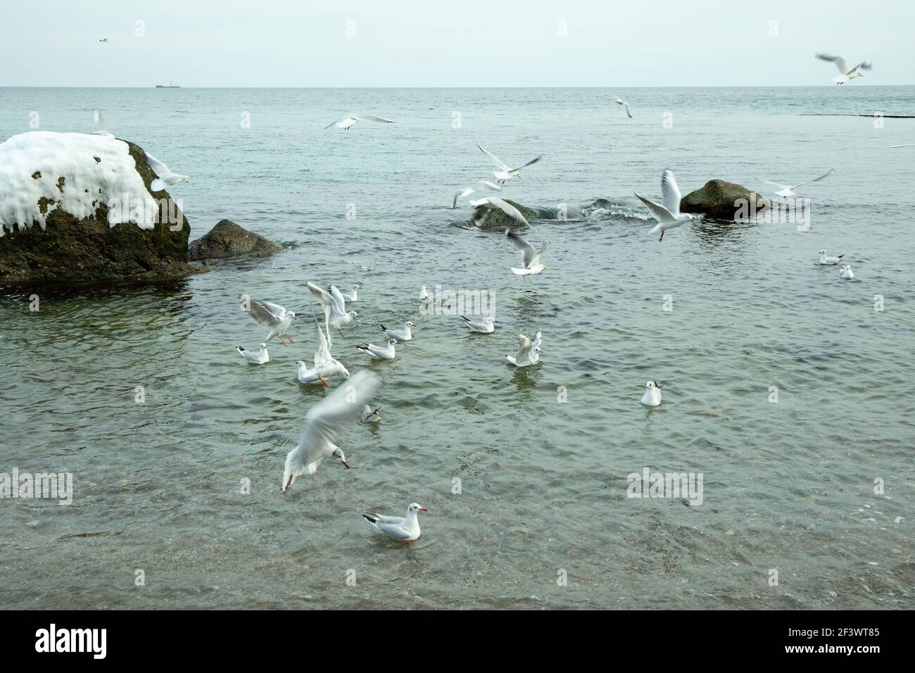 Flock of gull in clear winter sea Stock Photo - Alamy