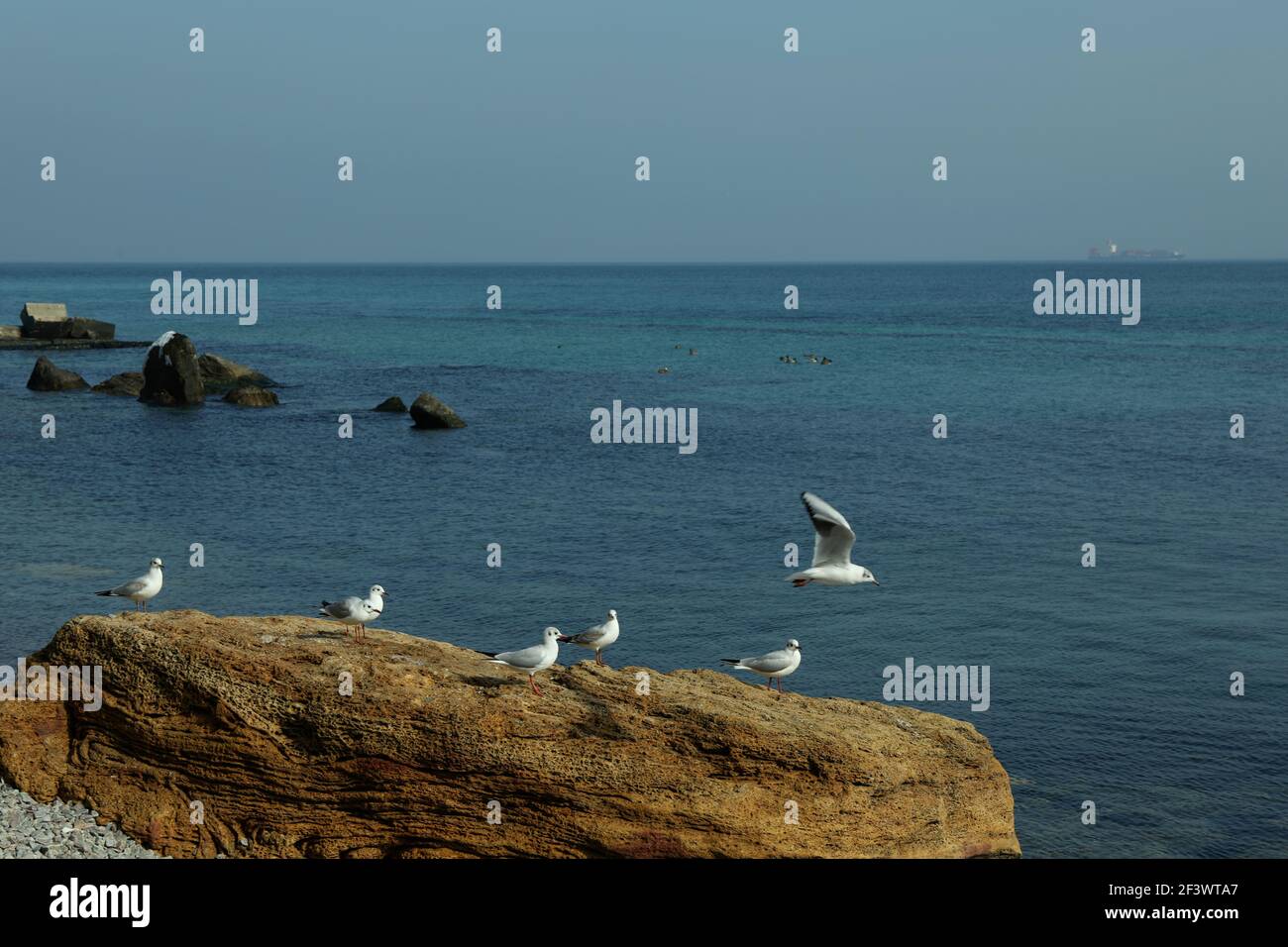 Gulls standing on big stone against sea Stock Photo - Alamy