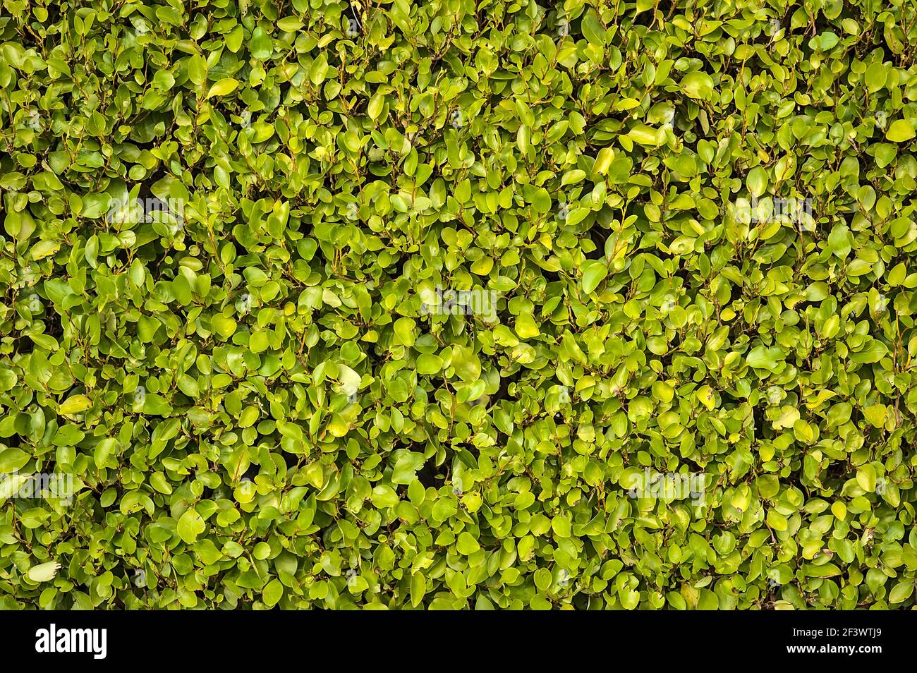 Beautiful uniform planting background of laurel (Laurus nobilis) hedge ...