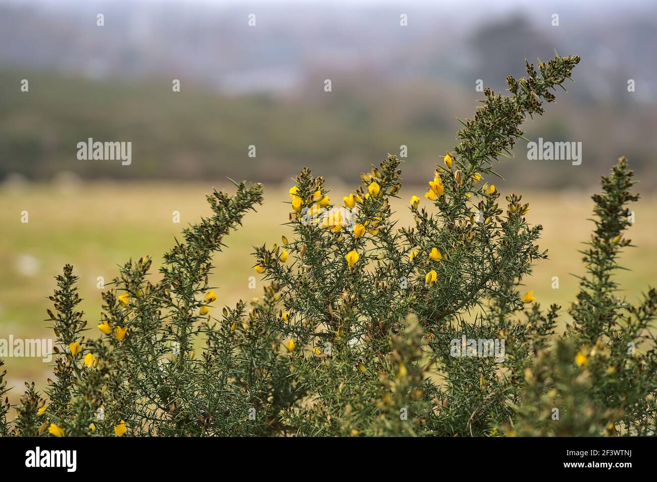 Wilf wild hi-res stock photography and images - Alamy