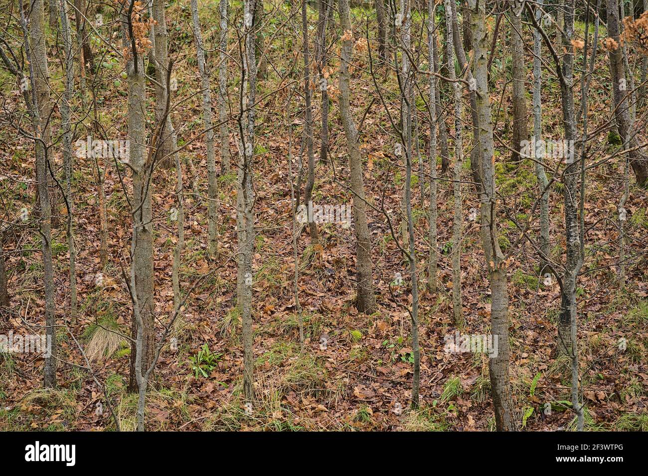 Beautiful uniform view of autumnal deciduous narrow trunk tree woods ...