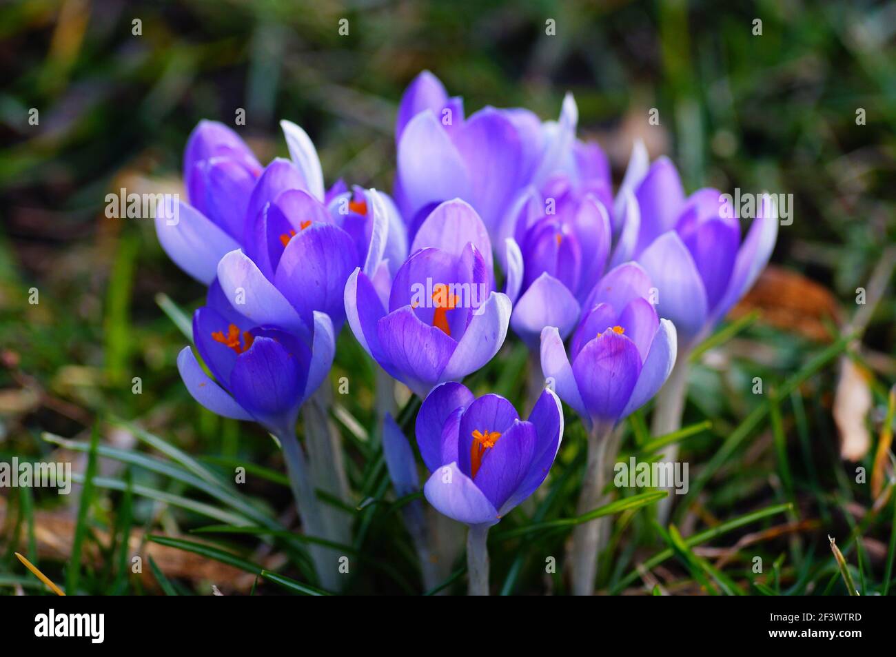 Macro shot of crocus flowers in spring on a meadow in Marburg, Germany ...