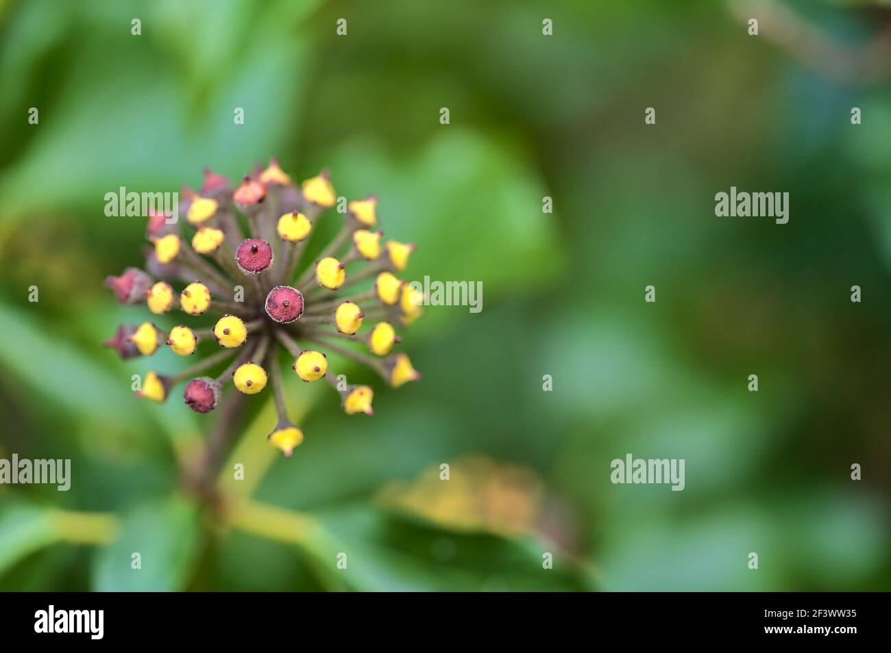 Beautiful macro view of spring green and yellow berries of ivy hedera ...
