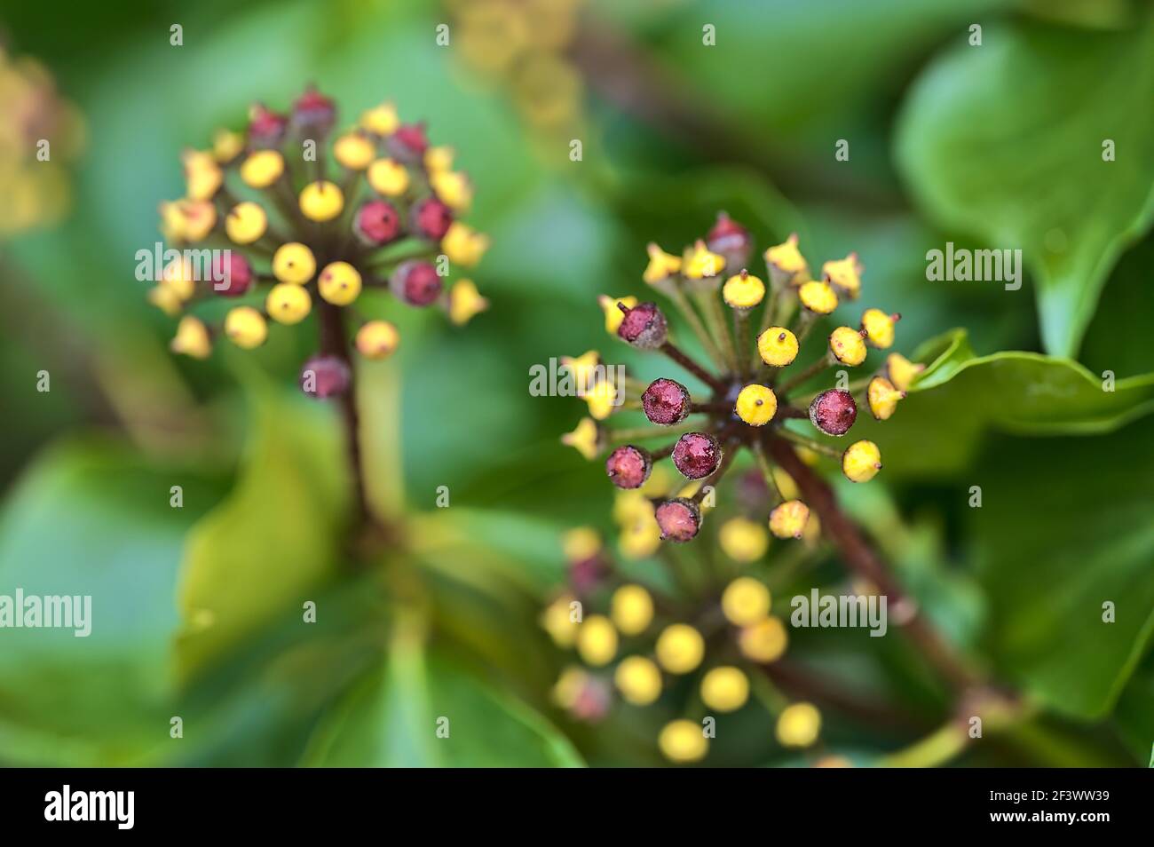 Beautiful macro view of spring green and yellow berries of ivy hedera ...
