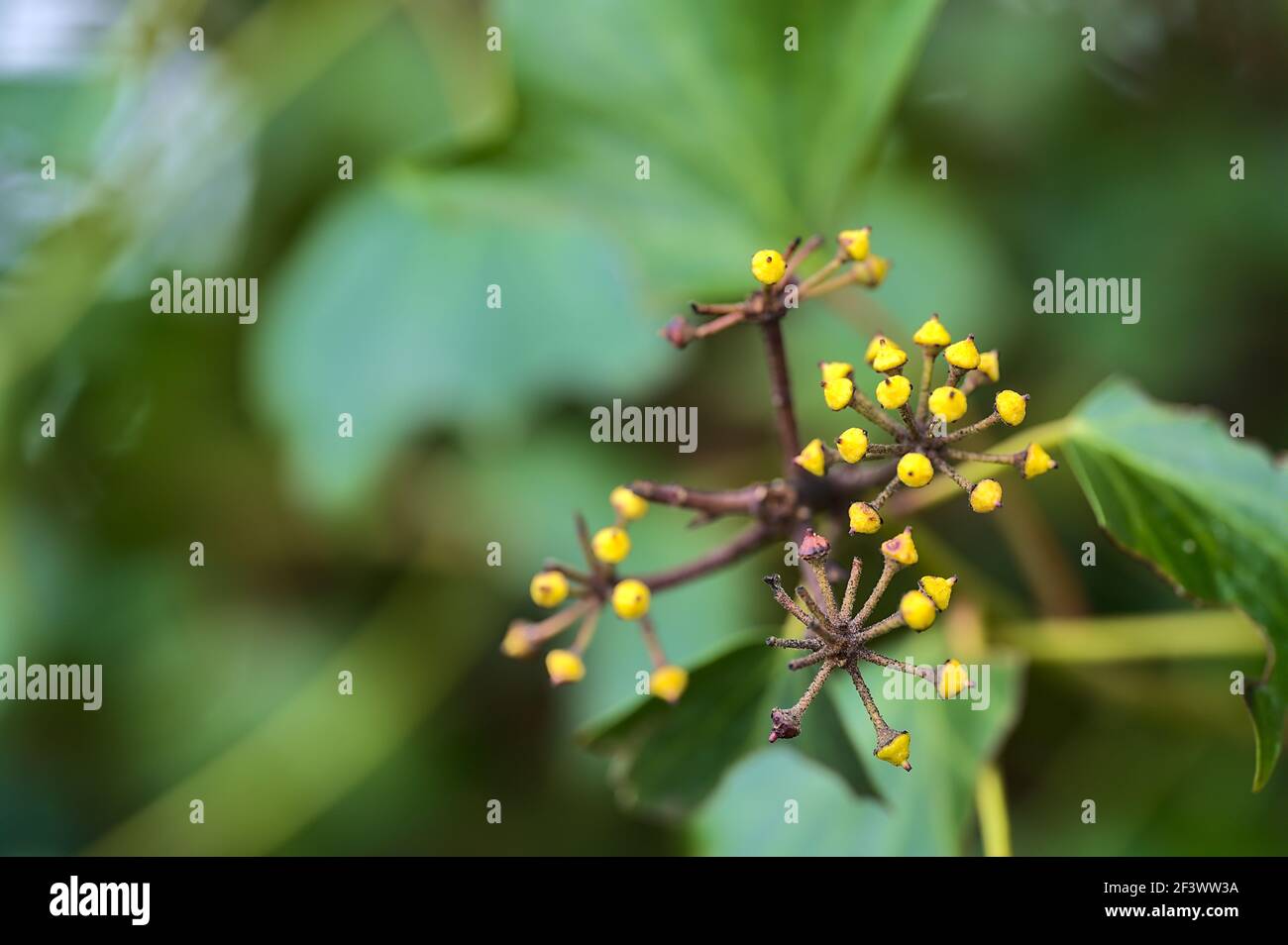 Beautiful macro view of spring green and yellow berries of ivy hedera ...