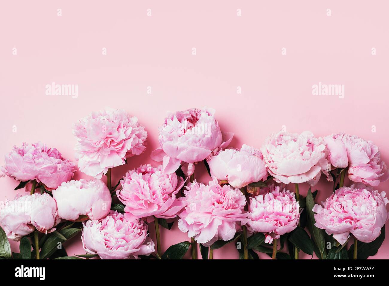Floral pattern, frame made of beautiful pink peonies on wooden white ...